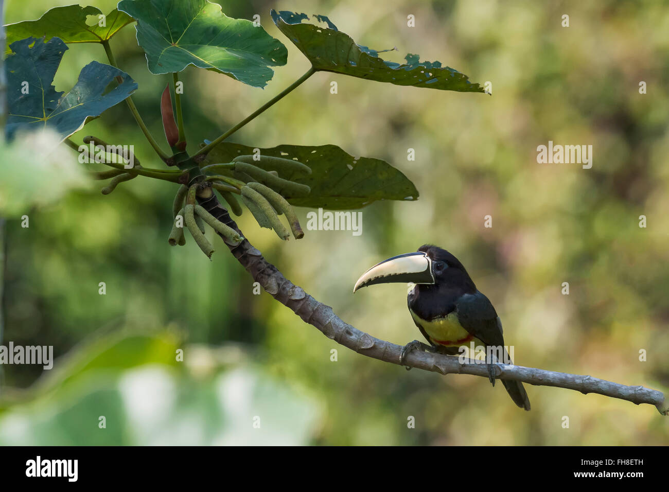 Black-necked Aracari (Pteroglossus aracari), Amazon, Brazil Stock Photo ...