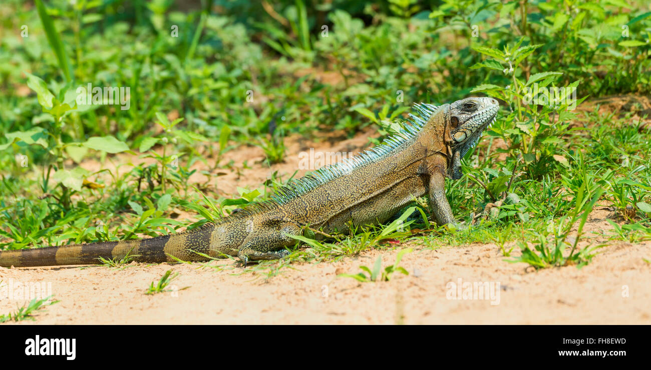 Brazilian lizard hi-res stock photography and images - Alamy