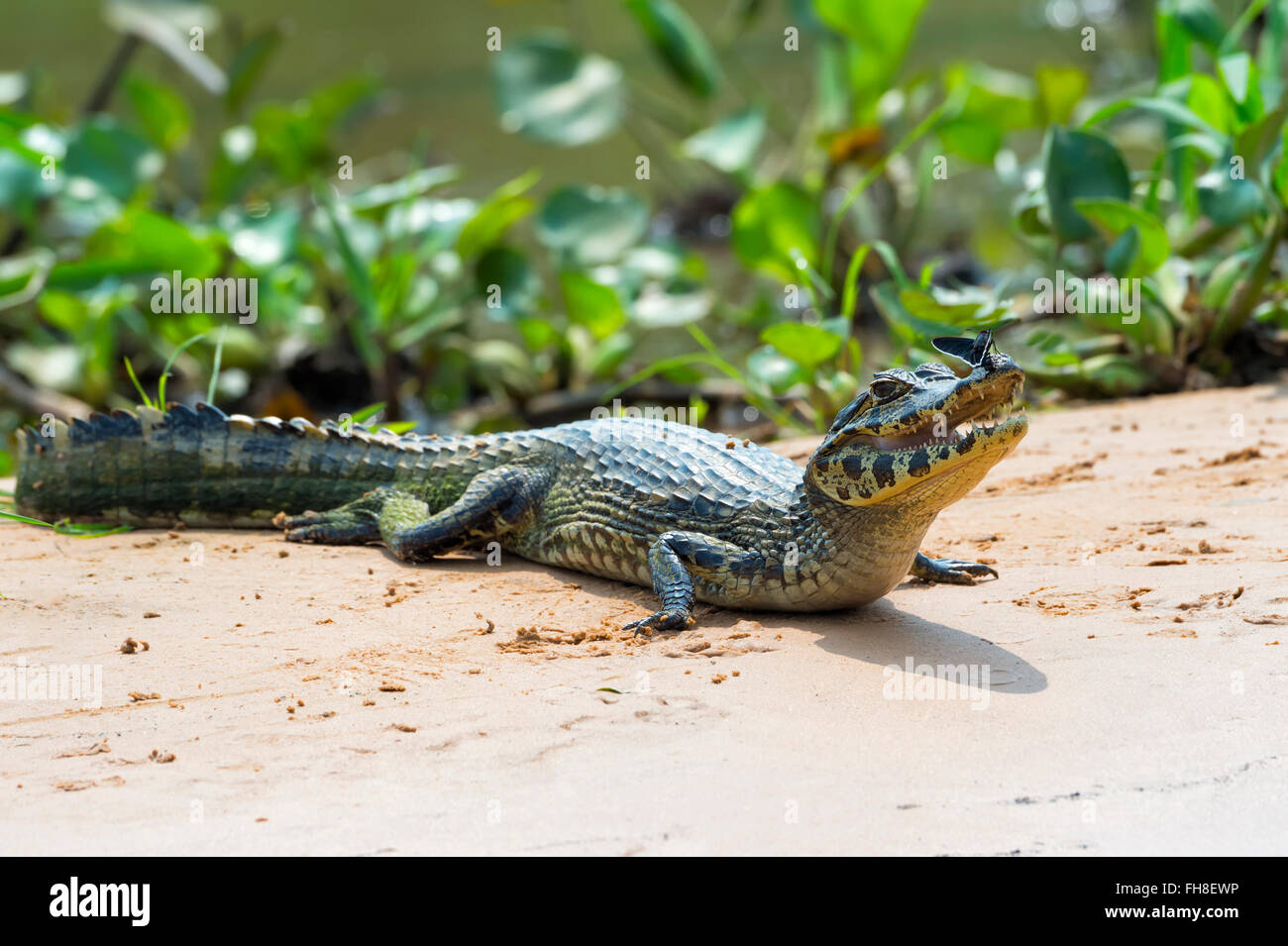 Caiman yacare alligatoridae family pantanal hi-res stock photography ...