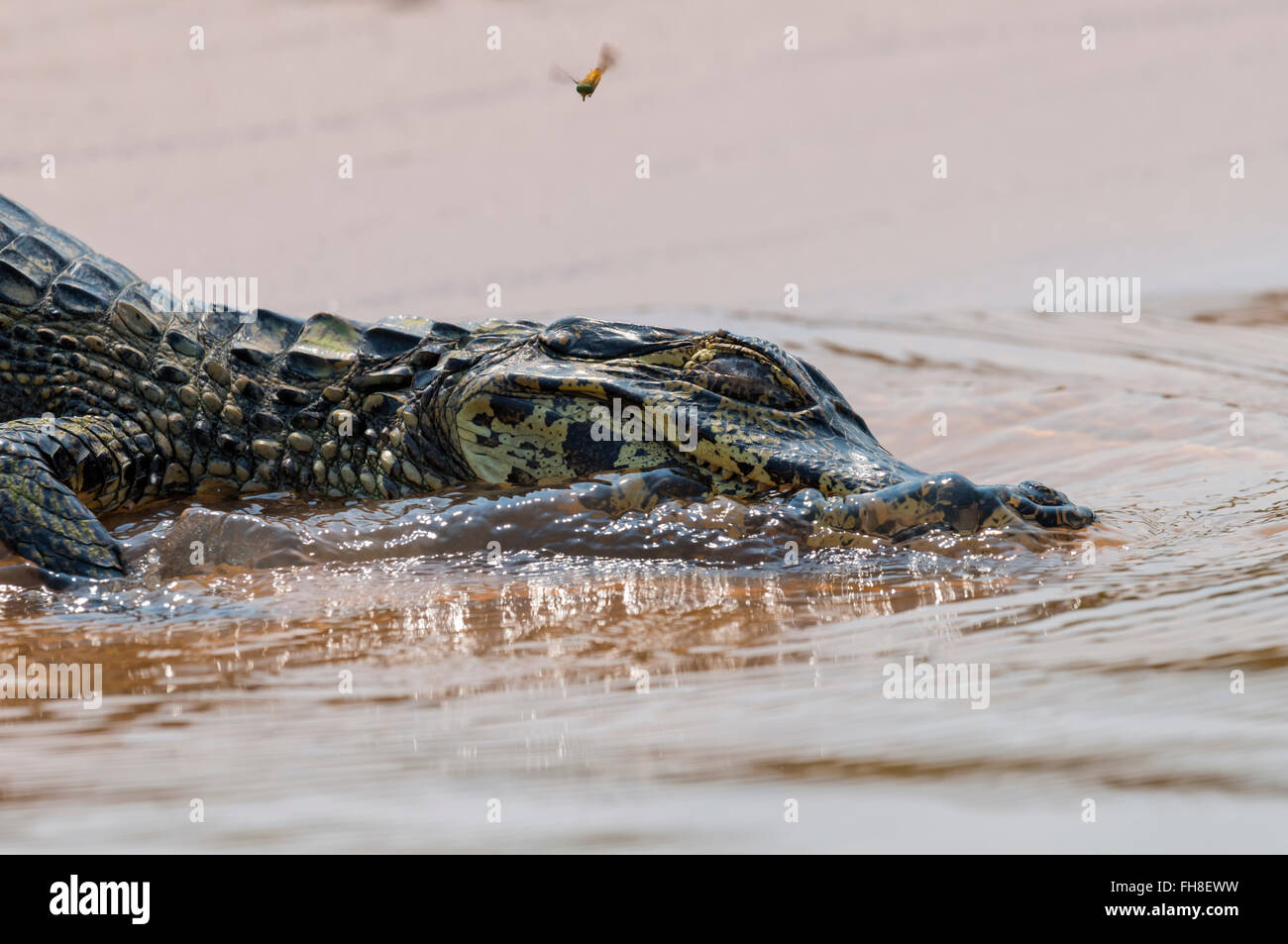 Young Yacare caiman (Caiman yacare), Cuiaba river, Pantanal, Brazil ...