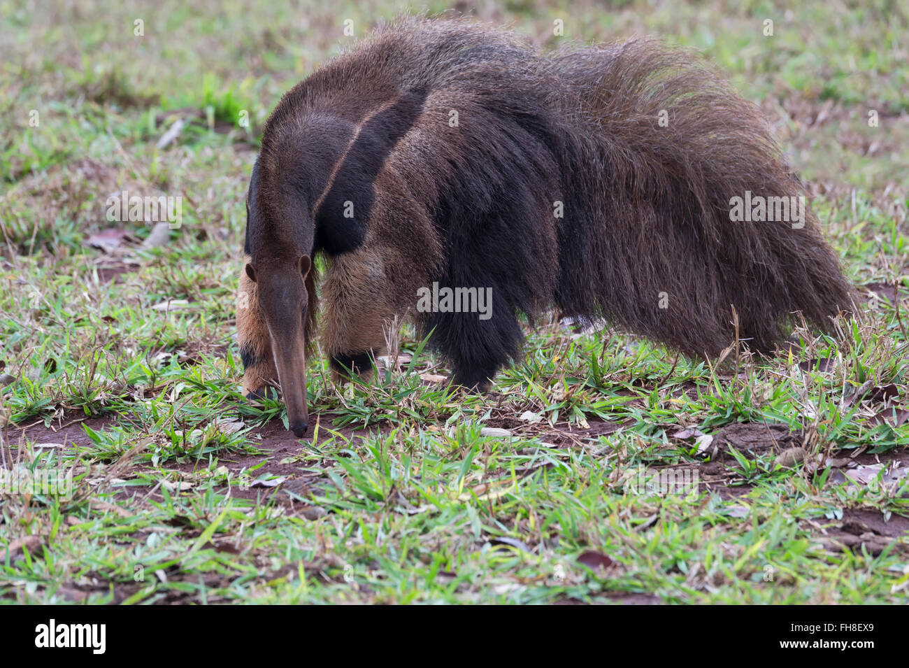 Giant Anteater (Myrmecophaga tridactyla) foraging and feeding in ...