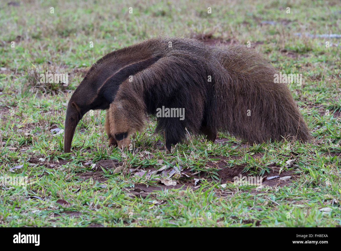 Giant Anteater (Myrmecophaga tridactyla) foraging and feeding in ...