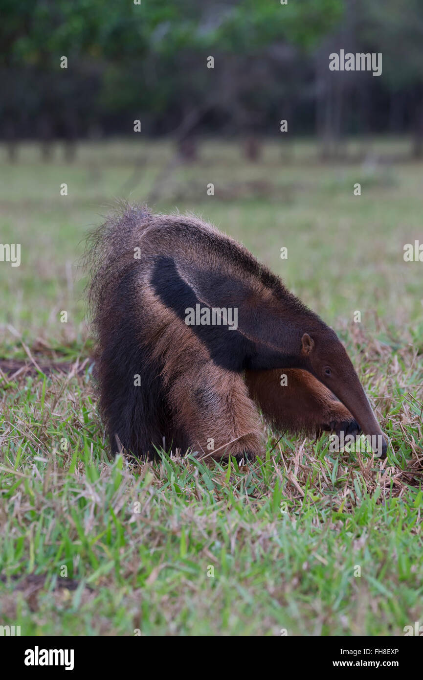 Myrmecophaga tridactyla termite hi-res stock photography and images - Alamy