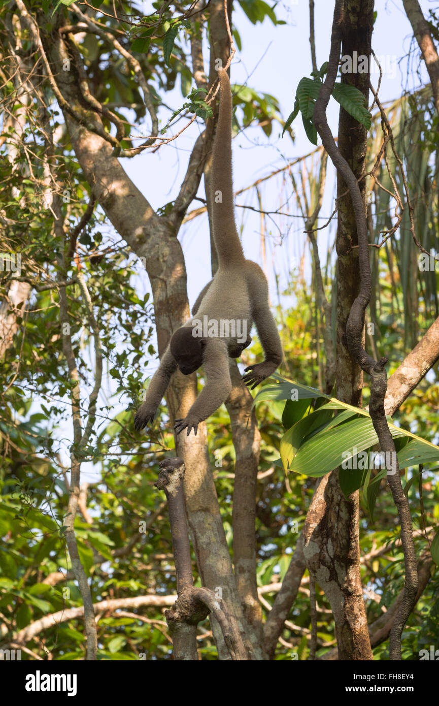 Brown woolly monkey also known as common woolly monkey or Humboldt's ...