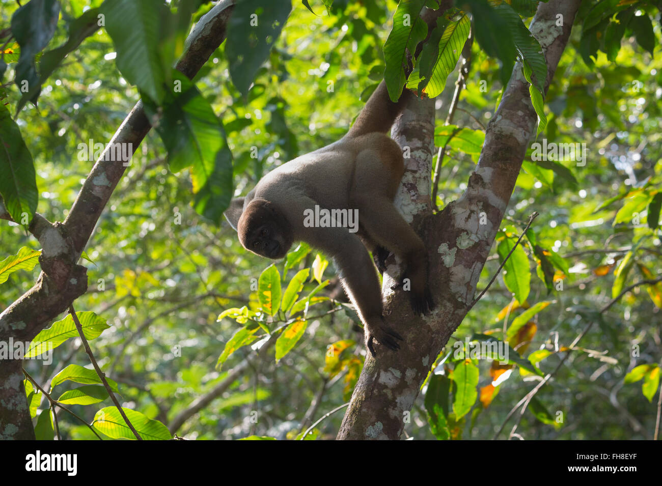 Brown woolly monkey also known as common woolly monkey or Humboldt's ...