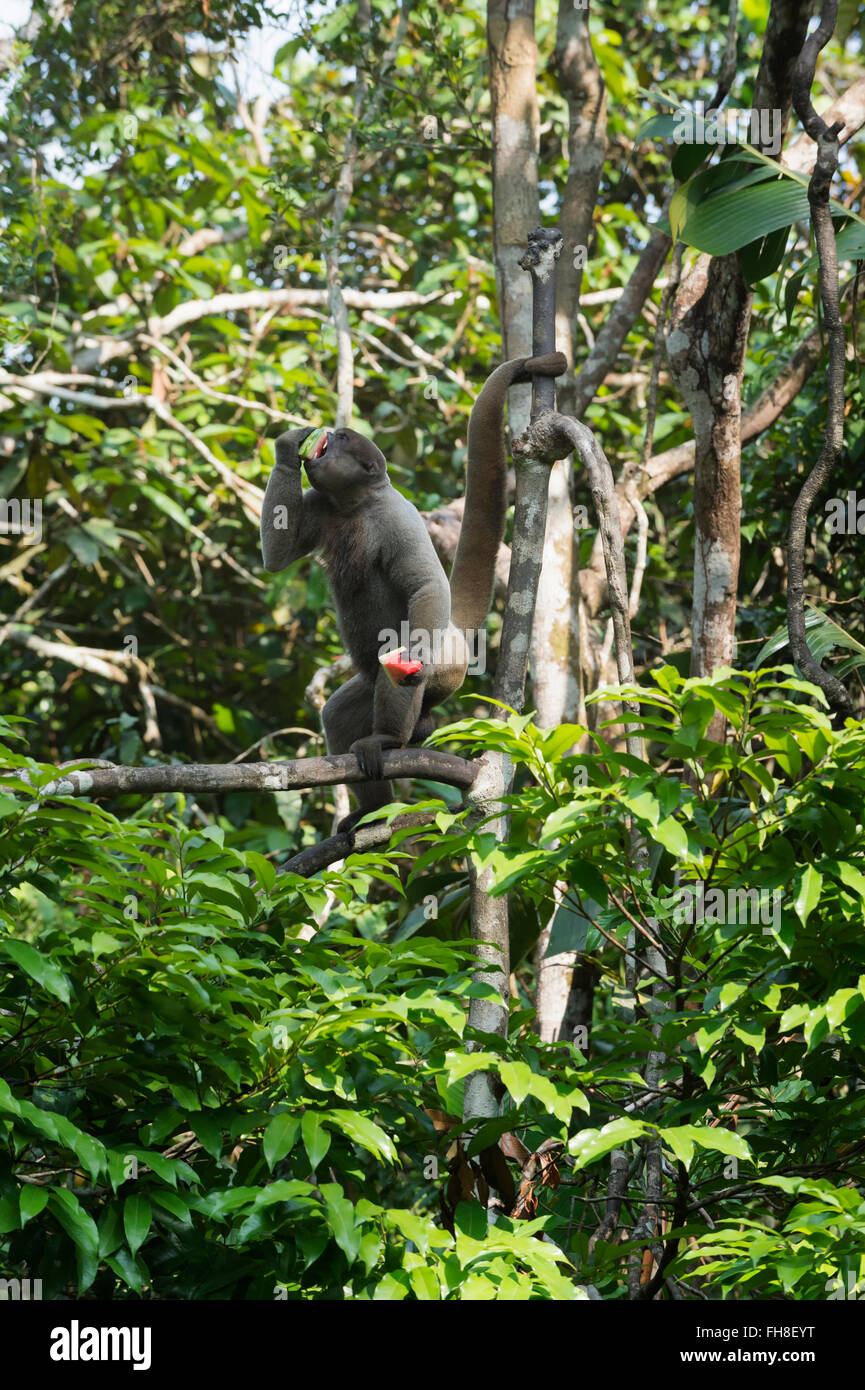Brown woolly monkey also known as common woolly monkey or Humboldt's ...