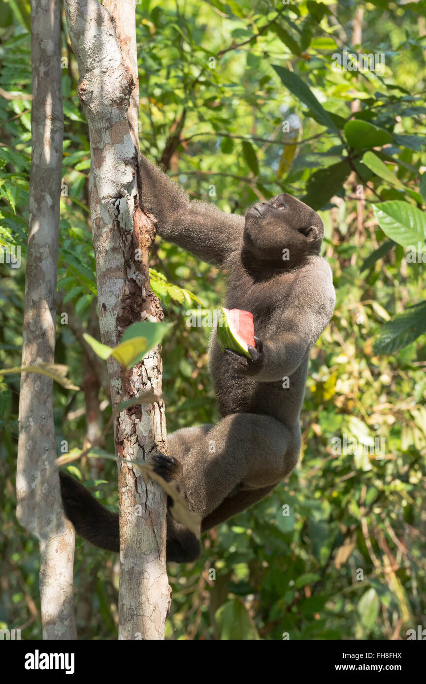 Brown woolly monkey also known as common woolly monkey or Humboldt's ...