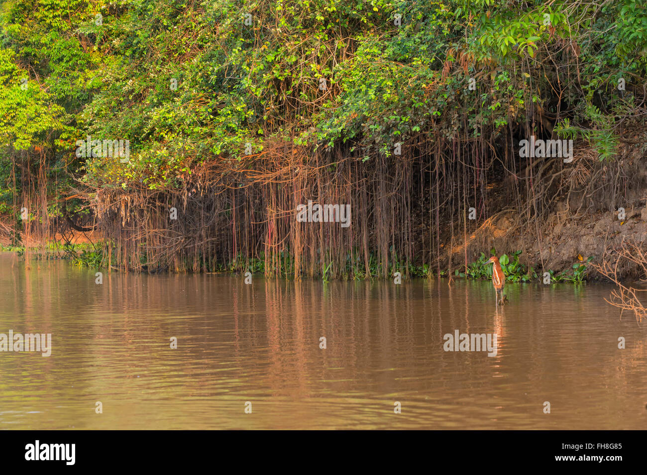 Cuiaba river, Mangrove, Pantanal, Mato Grosso, Brazil Stock Photo - Alamy