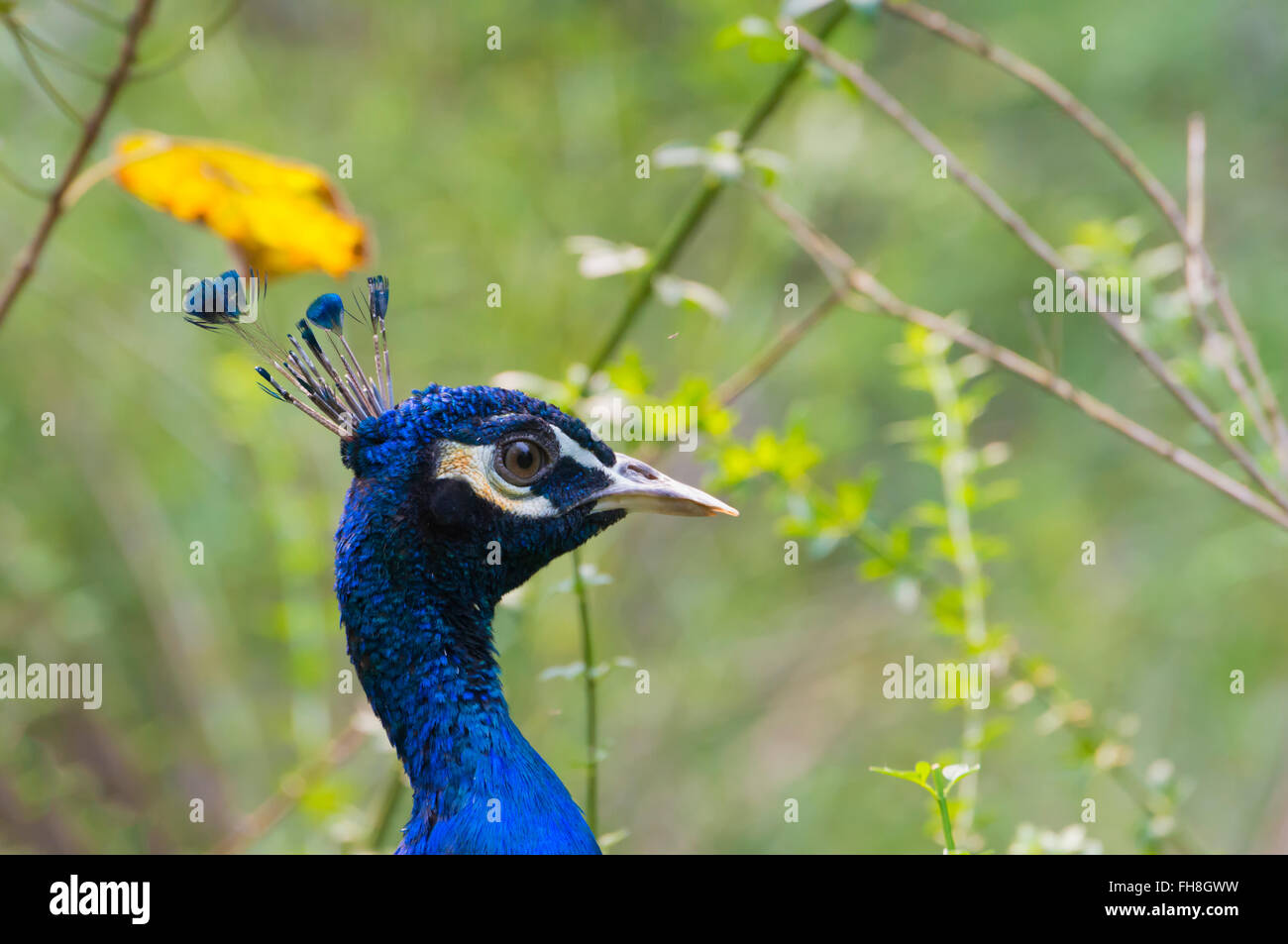 Indian peafowl pavo cristatus in hi-res stock photography and images ...