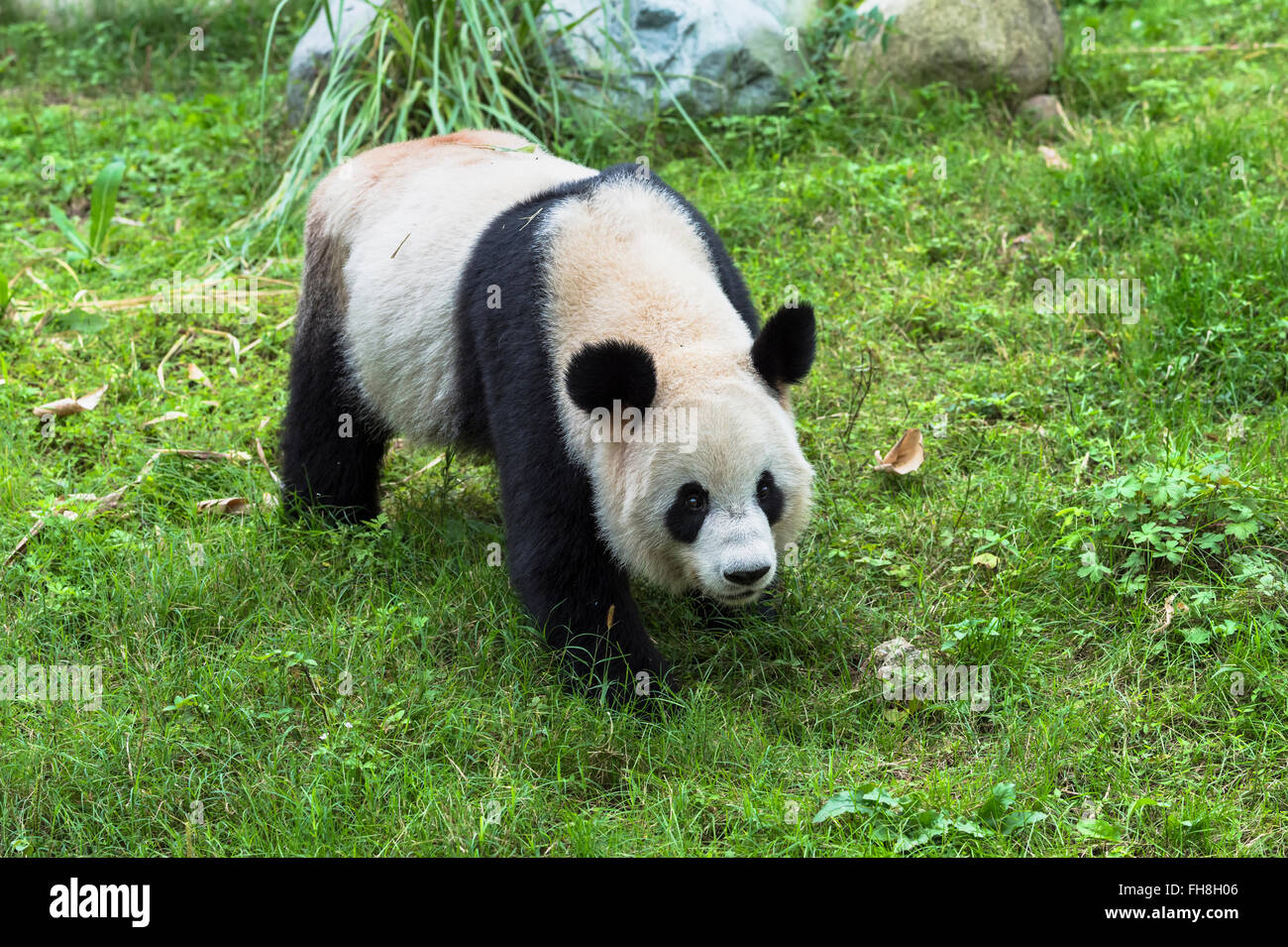 Giant Panda (Ailuropoda melanoleuca), China Conservation and Research ...