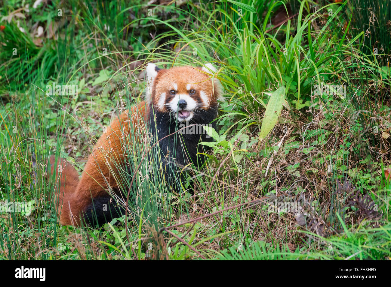 Red Panda (Ailurus fulgens), Sichuan Province, China Stock Photo - Alamy