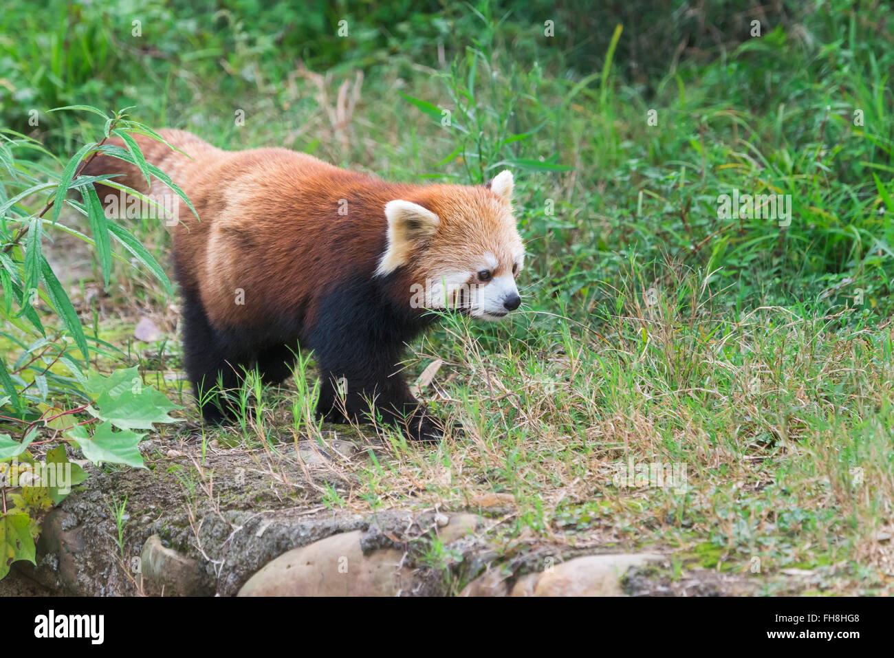 Giant red panda hi-res stock photography and images - Alamy