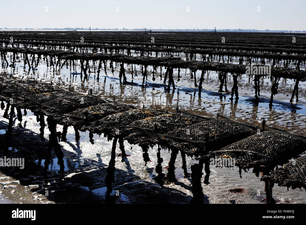 Oyster bed in Cancale, Parc Saint-Kerber, France Stock Photo - Alamy