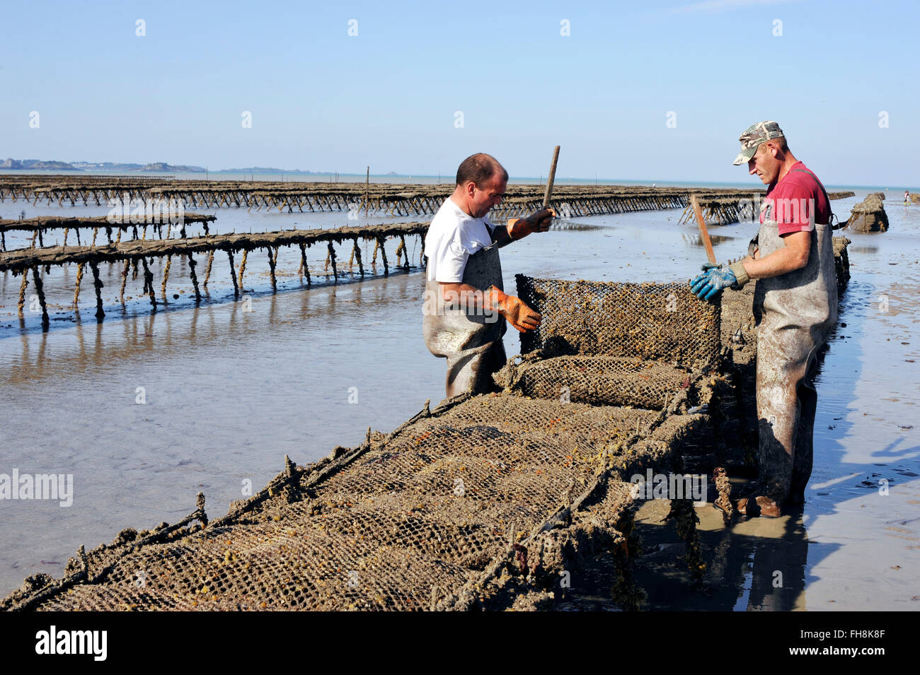Oyster bed in Cancale, Parc Saint-Kerber, France Stock Photo - Alamy