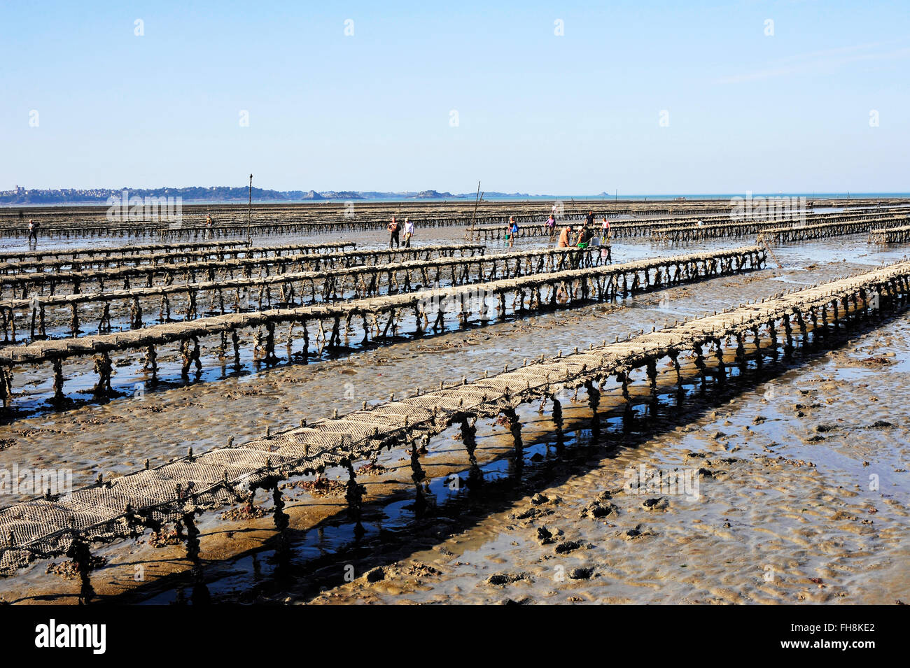 Oyster bed in Cancale, Parc Saint-Kerber, France Stock Photo: 96691898 ...