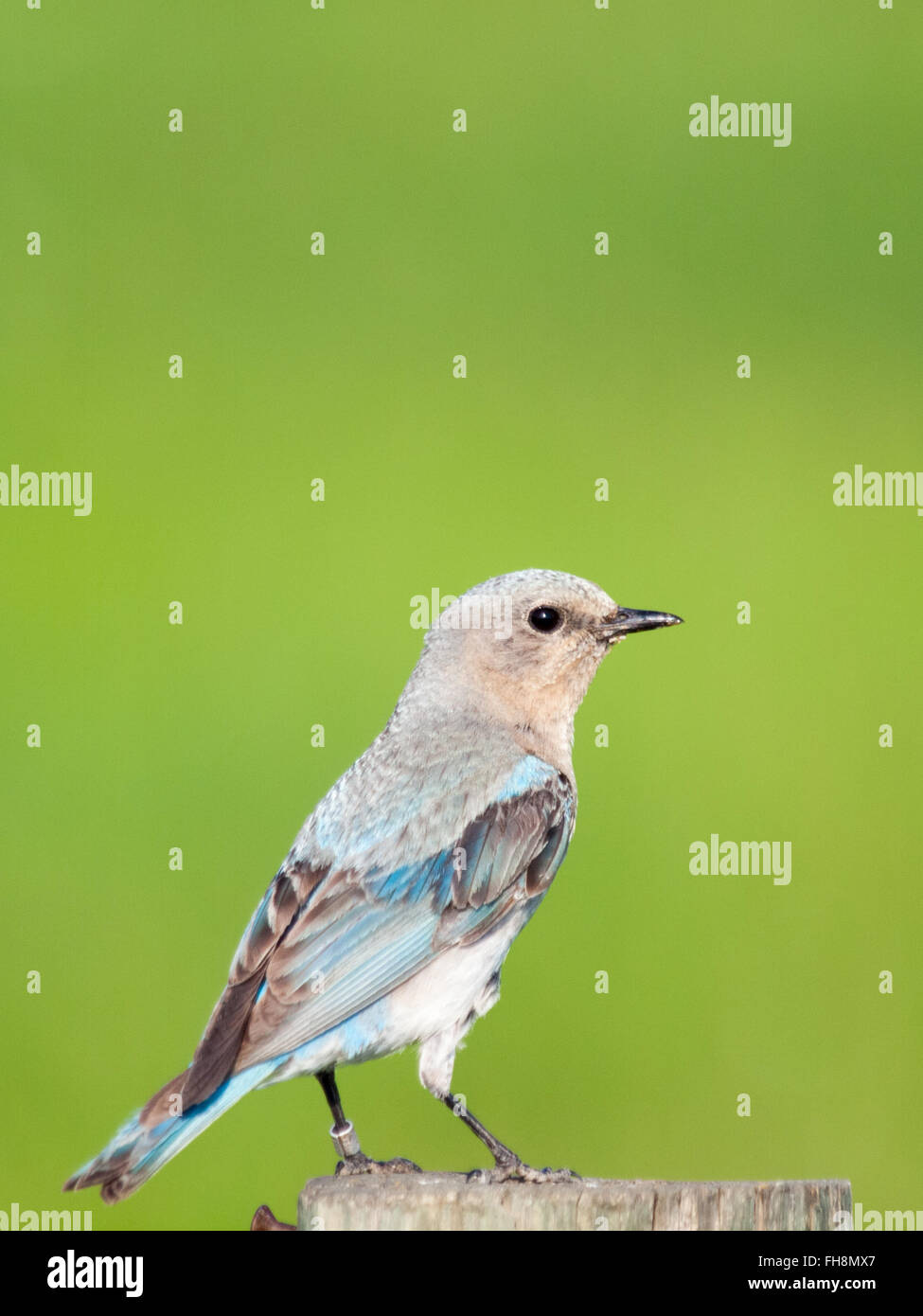 A female mountain bluebird (Sialia currucoides) at Francis Viewpoint ...