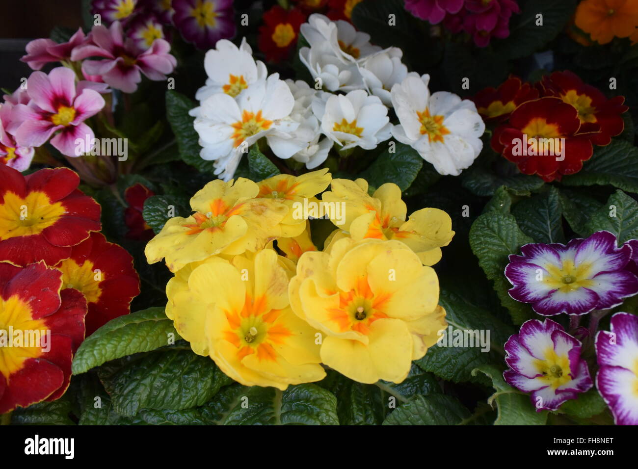 colored spring flowers Stock Photo - Alamy