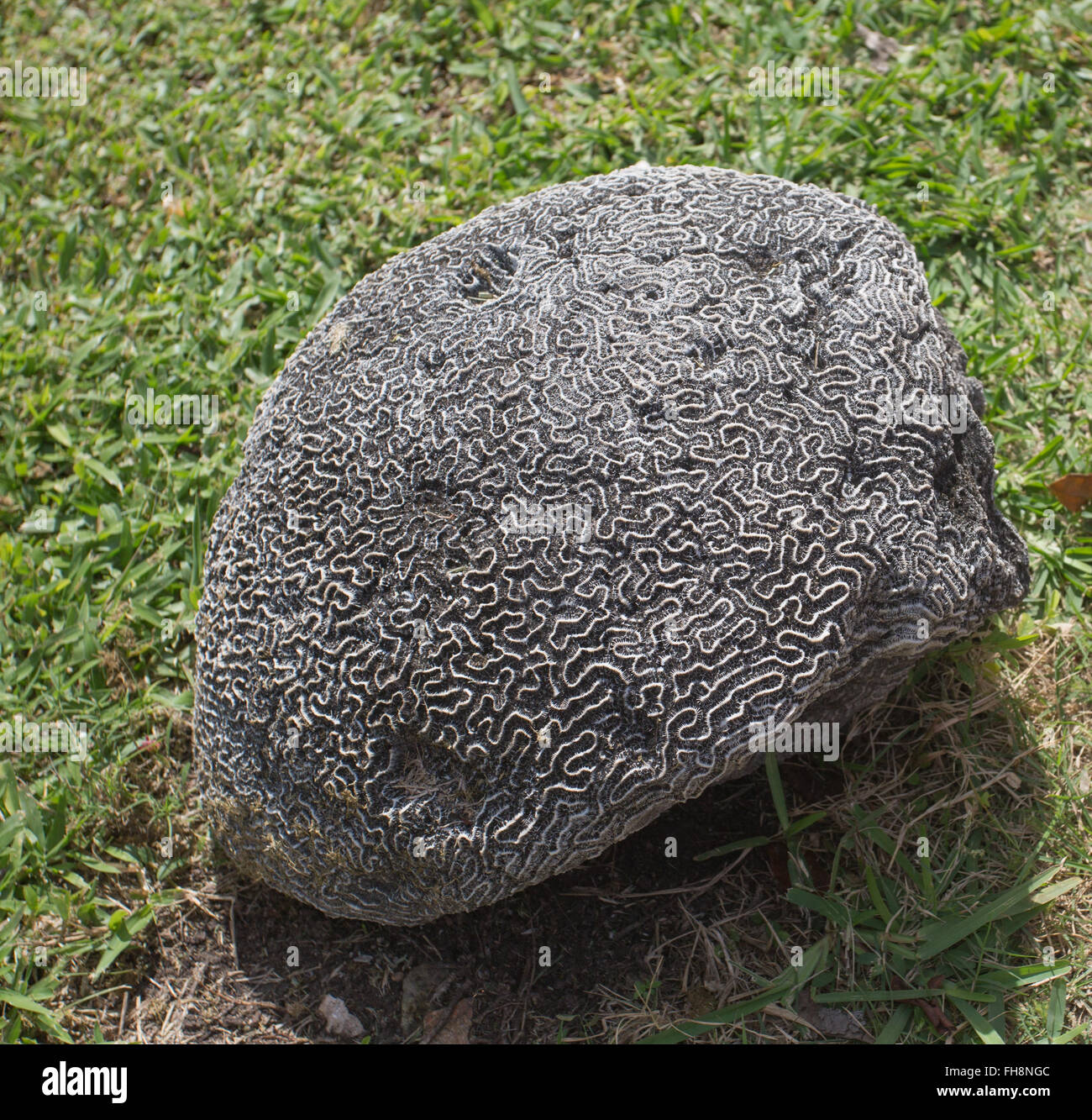 Petrified stone coral on coast of Mexico Stock Photo - Alamy