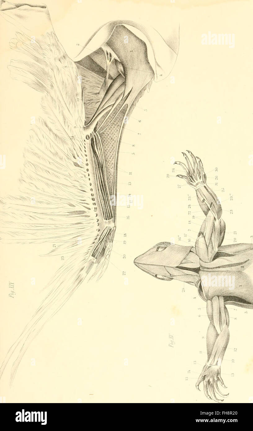 A study of the muscles of the forelimbs of reptiles and birds, with ...