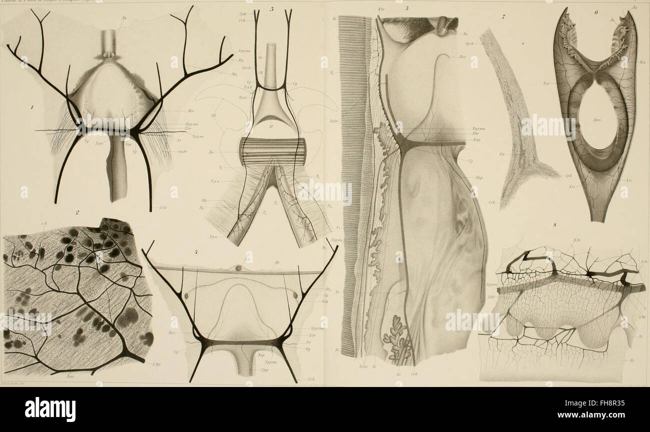 A 1902 study on the Mytilidae (mussels) of the Gulf of Naples and ...