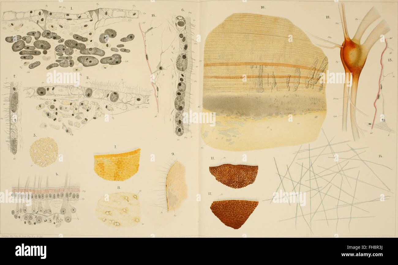 A 1902 study focusing on the Mytilidae family of mollusks from the Gulf ...