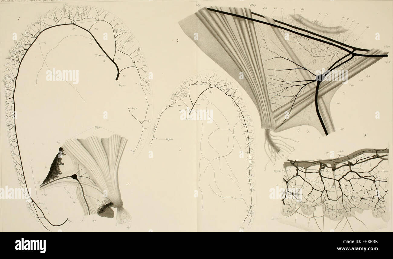 A study on the Mytilidae species of the Gulf of Naples and adjacent ...
