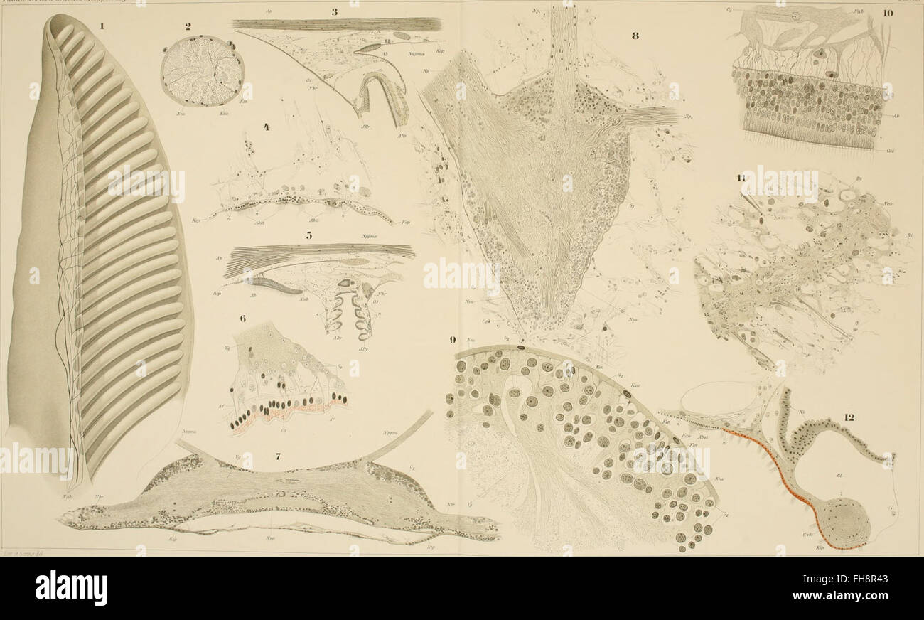 The Mytilidae of the Gulf of Naples and the surrounding marine sections ...