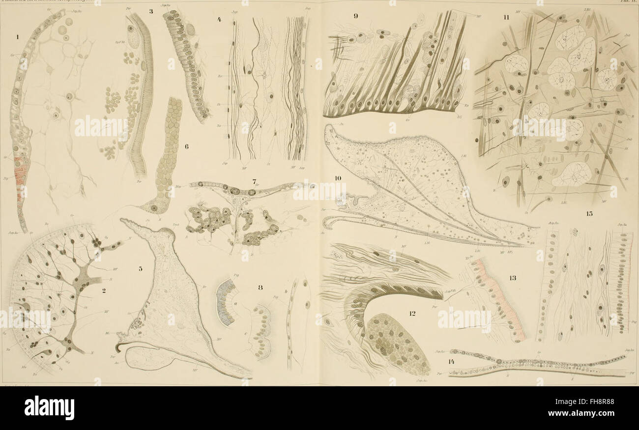 A 1902 German work on the Mytilidae family (mussels) of the Gulf of ...