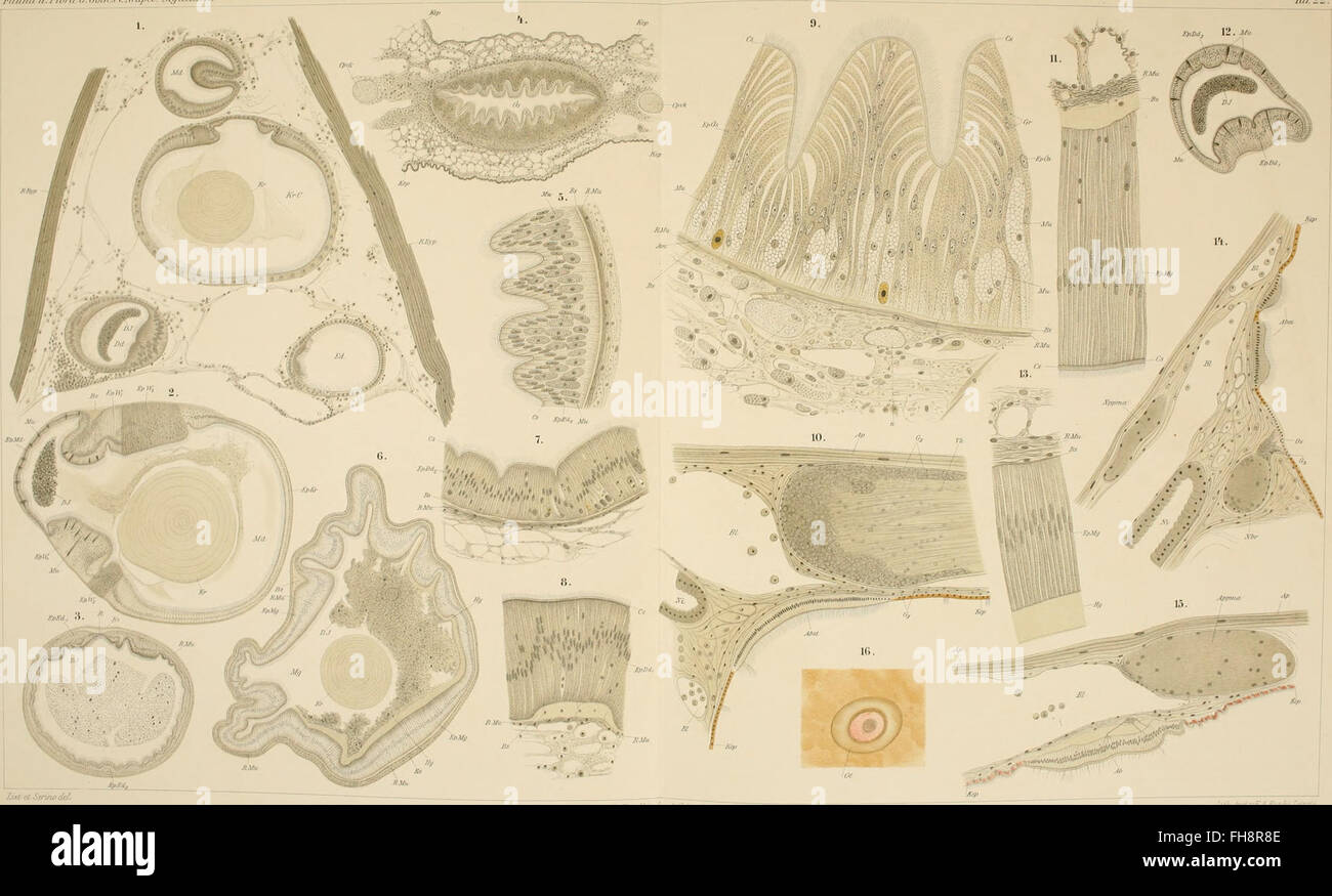 The Mytilidae of the Gulf of Naples (1902), a comprehensive study on ...