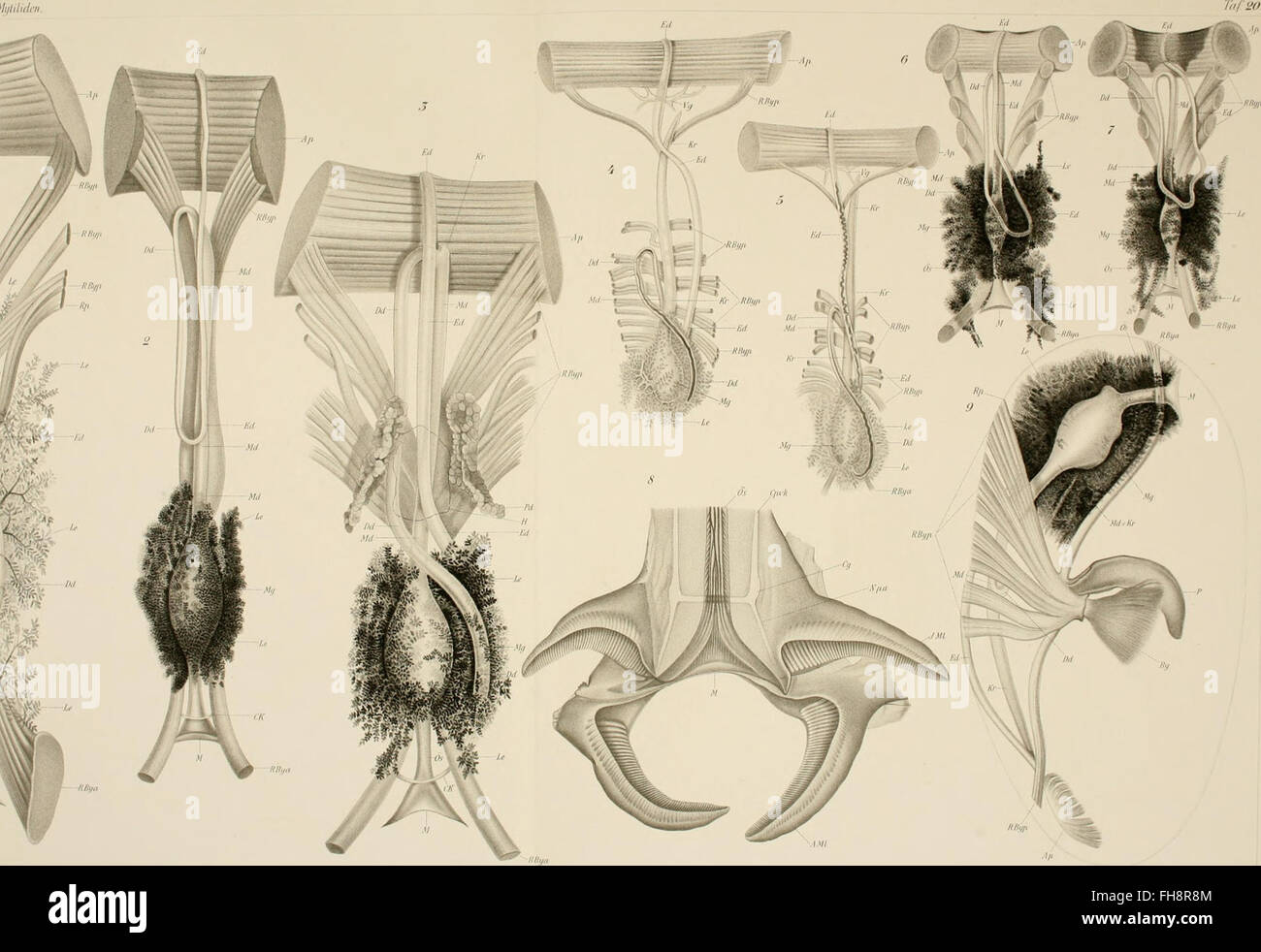 A 1902 work on the Mytilidae species in the Gulf of Naples and ...