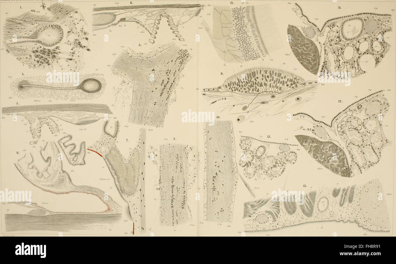 The Mytilidae of the Gulf of Naples and adjacent sea regions, Part I ...