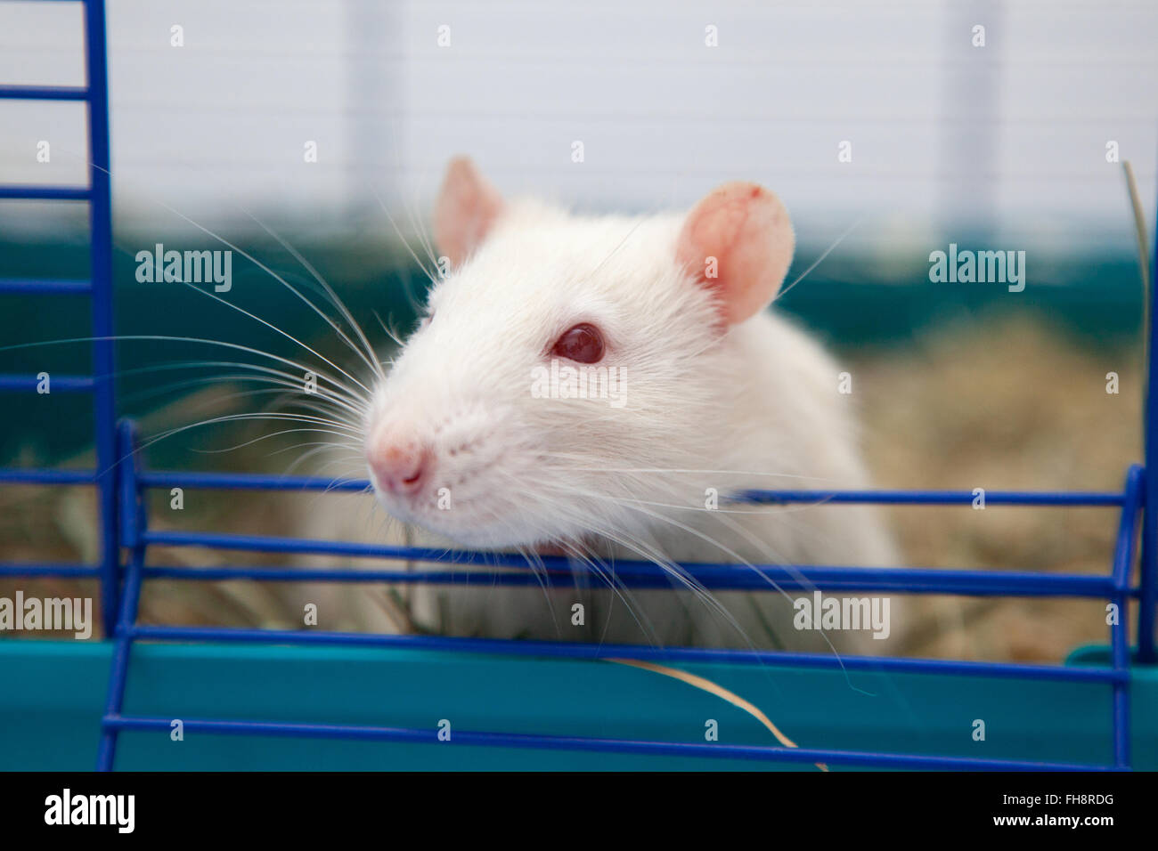 Cute pet rat Stock Photo - Alamy