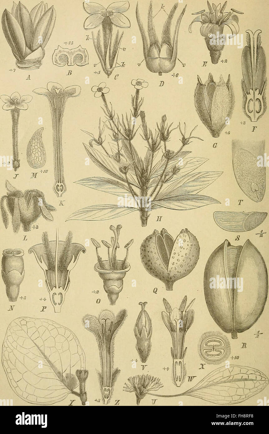 An 1887 botanical classification of plant families, highlighting their ...