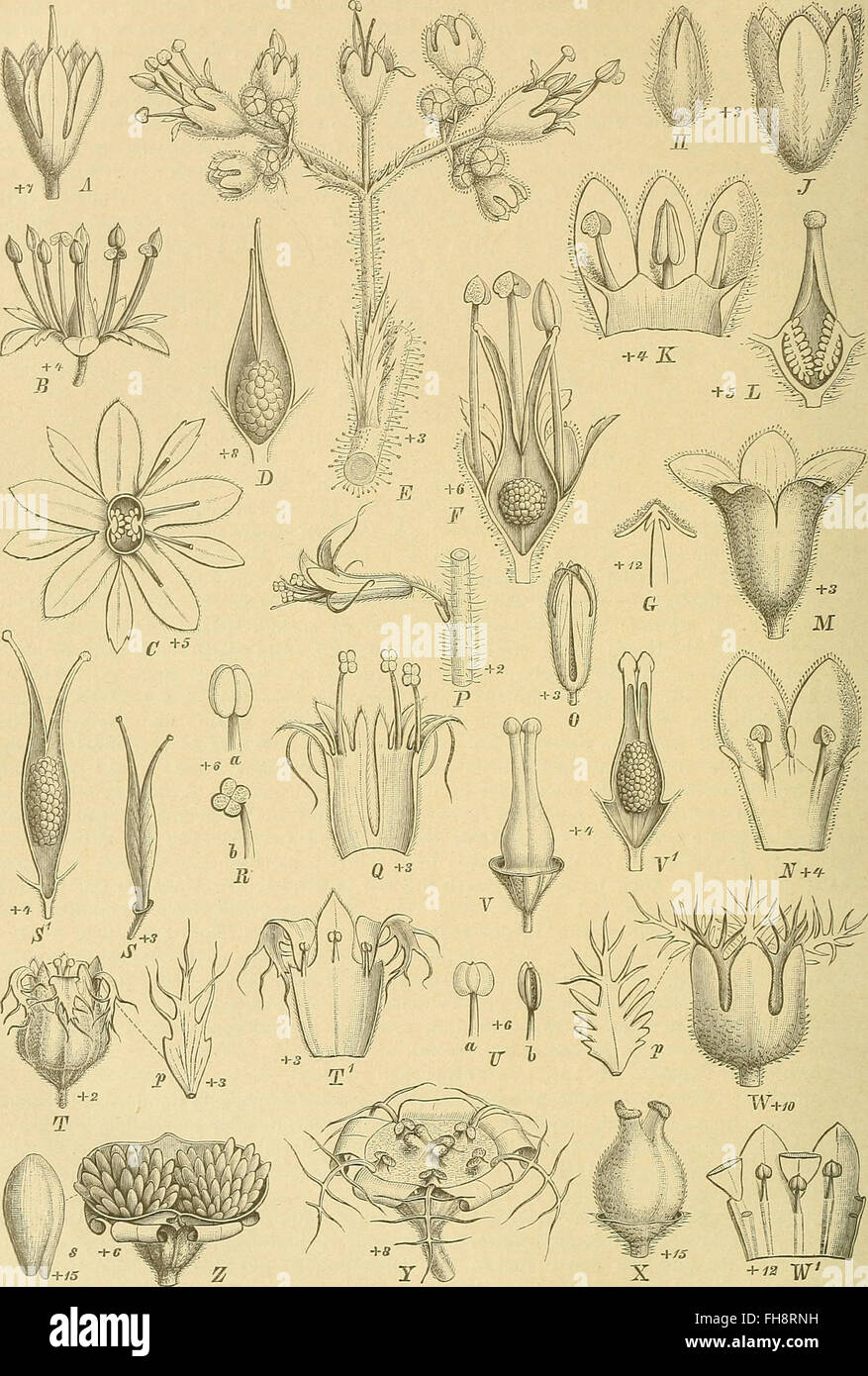 The Natural Plant Families (1887-1909), a multi-volume botanical ...