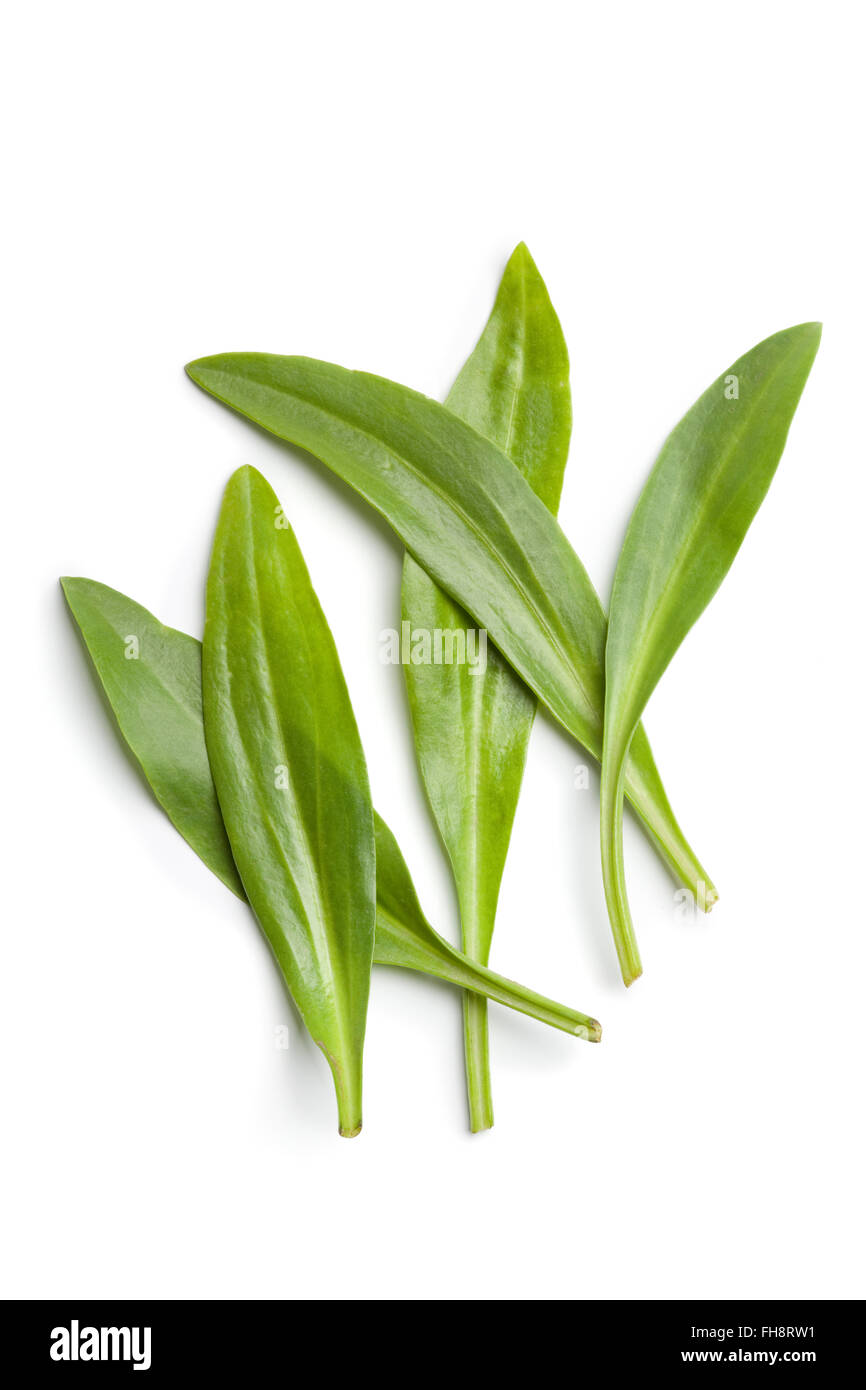 Fresh raw sea aster leaves on white background Stock Photo - Alamy