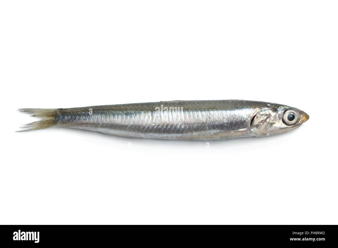 Whole single fresh raw European anchovy isolated on white background ...