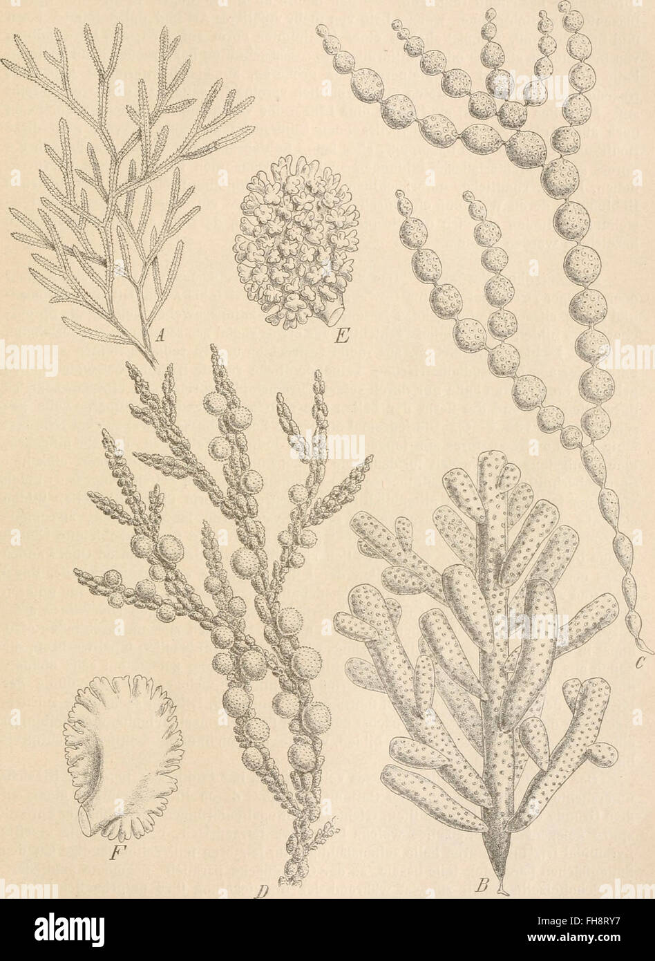 The Natural Plant Families, including their genera and important ...