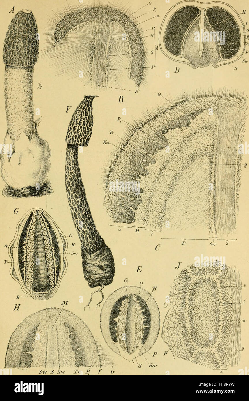Natural Plant Families with their Genera and Important Species ...