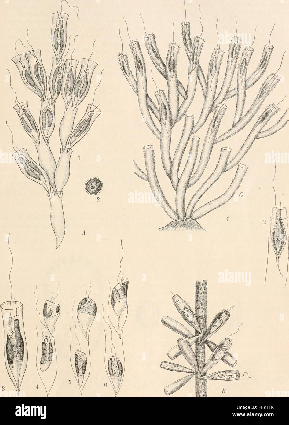 Die Natürlichen Pflanzenfamilien, plant families, botanical studies ...