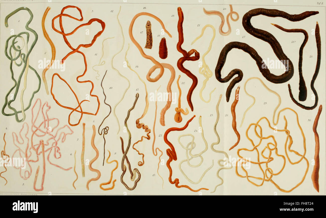 A study on the nemertean worms of the Bay of Naples and surrounding ...