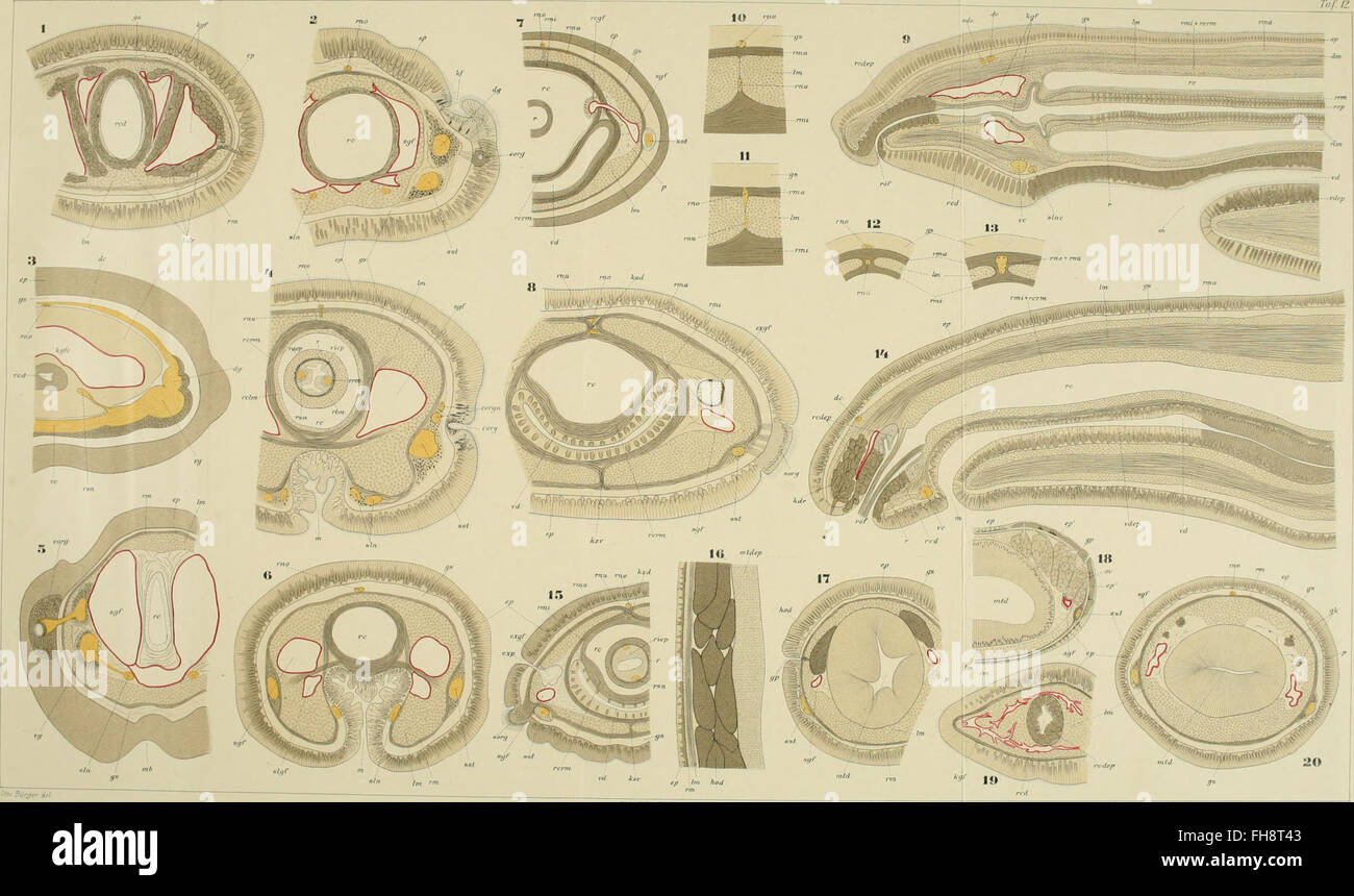 A 1895 study of nemerteans (ribbon worms) from the Gulf of Naples and ...