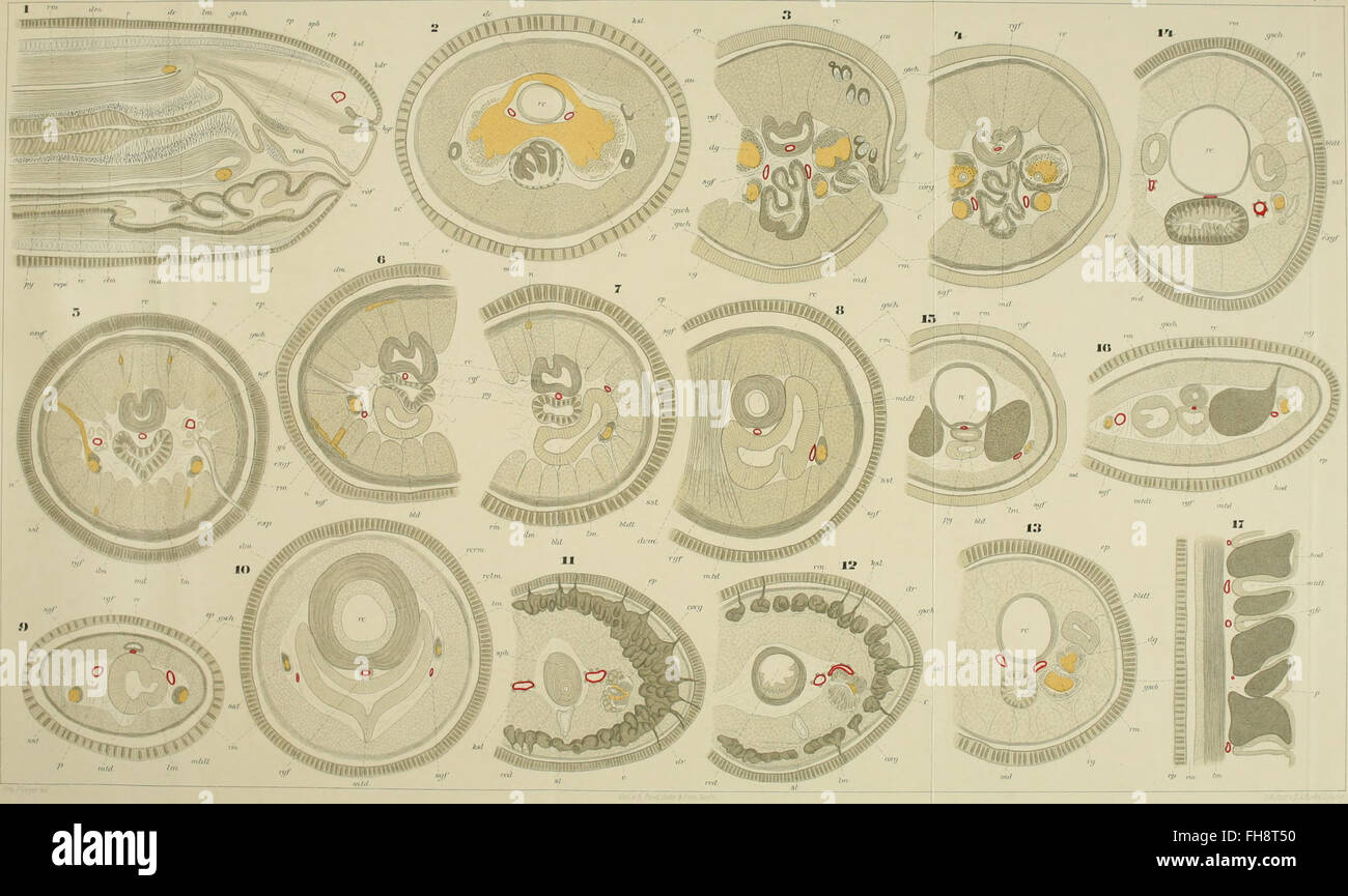 A study on the nemertean worms of the Gulf of Naples and surrounding ...