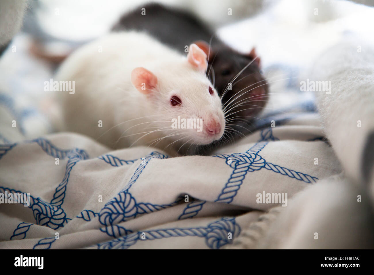 Two pet rats Stock Photo - Alamy