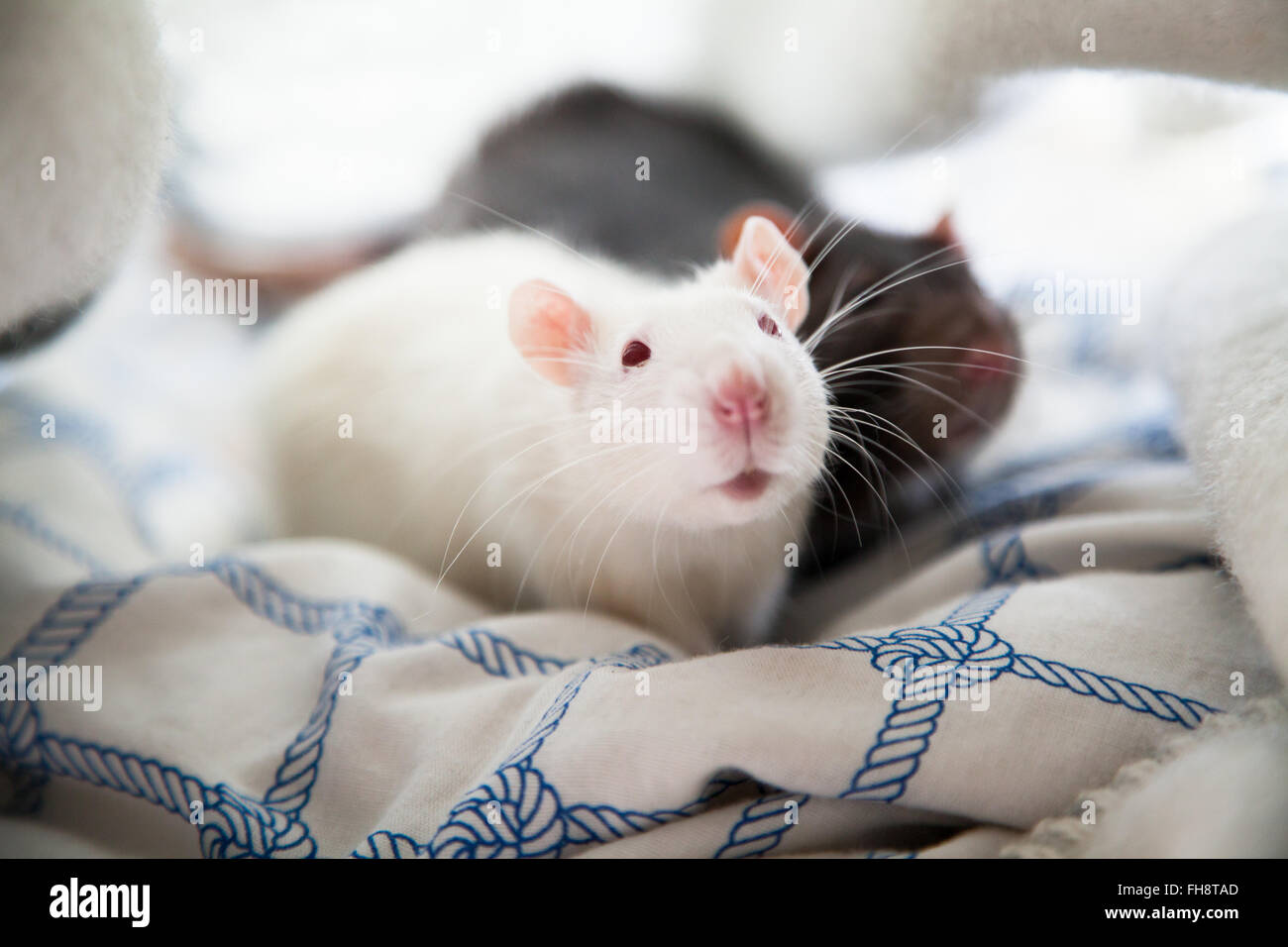 Two pet rats Stock Photo - Alamy