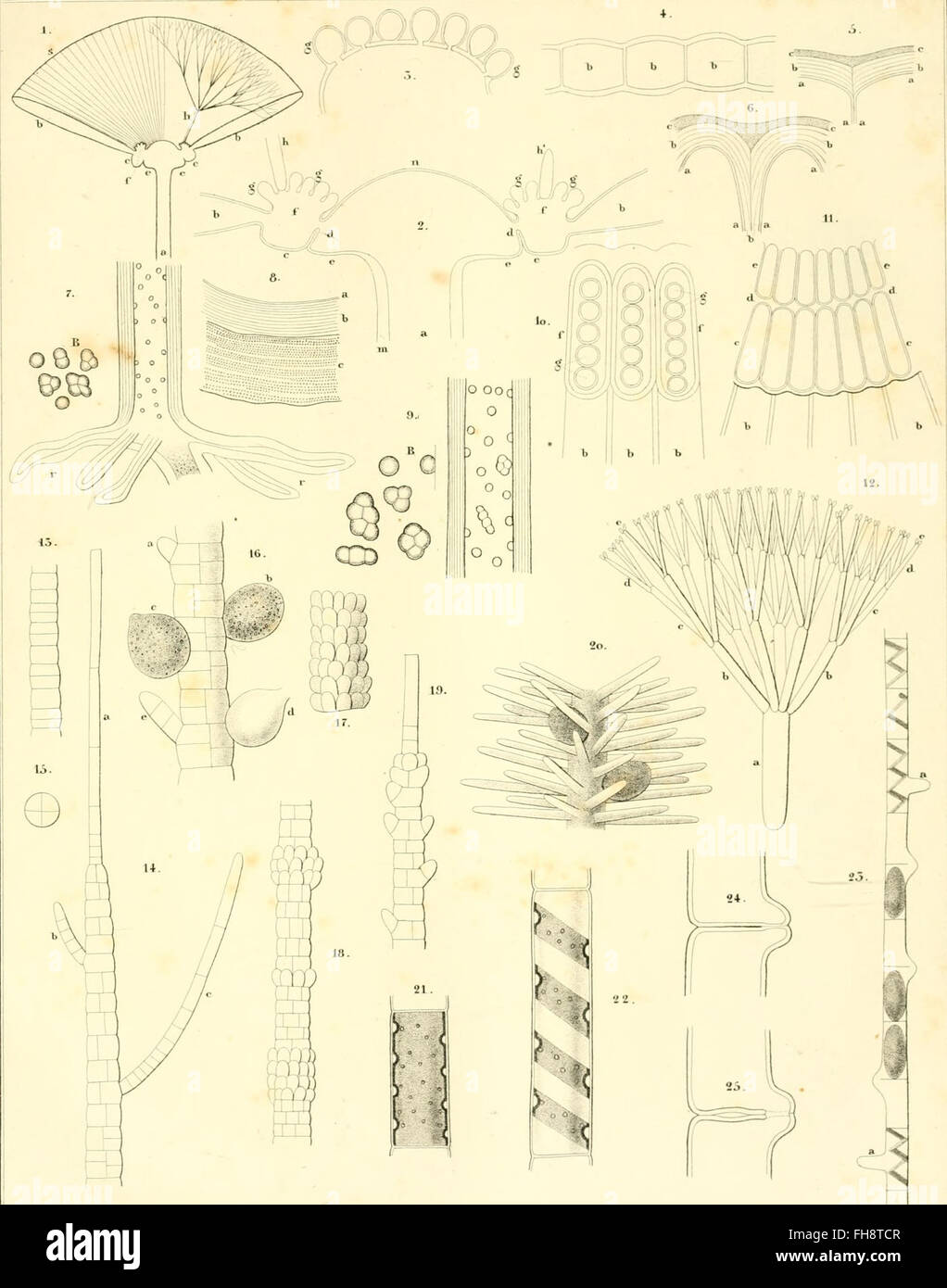 A 1847 work on algae systems, proposing a new classification system for ...