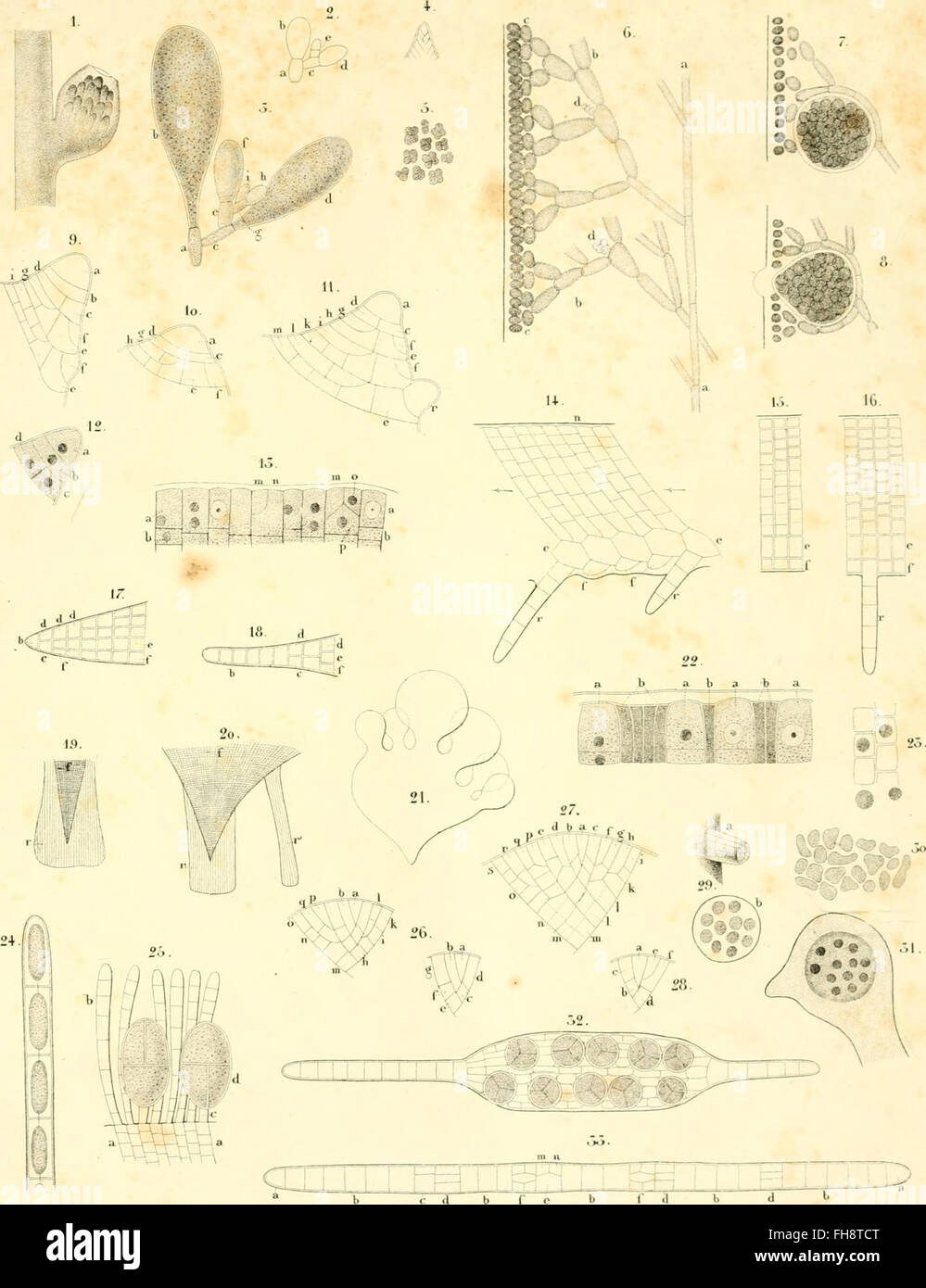 A 1847 work proposing a new system for classifying algae and florideans ...
