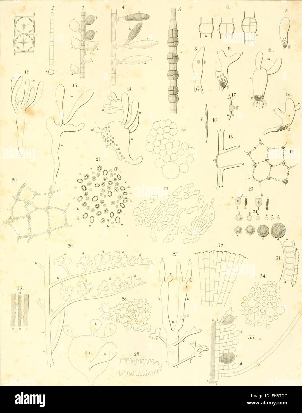 A 1847 work proposing a new system for the classification of algae and ...