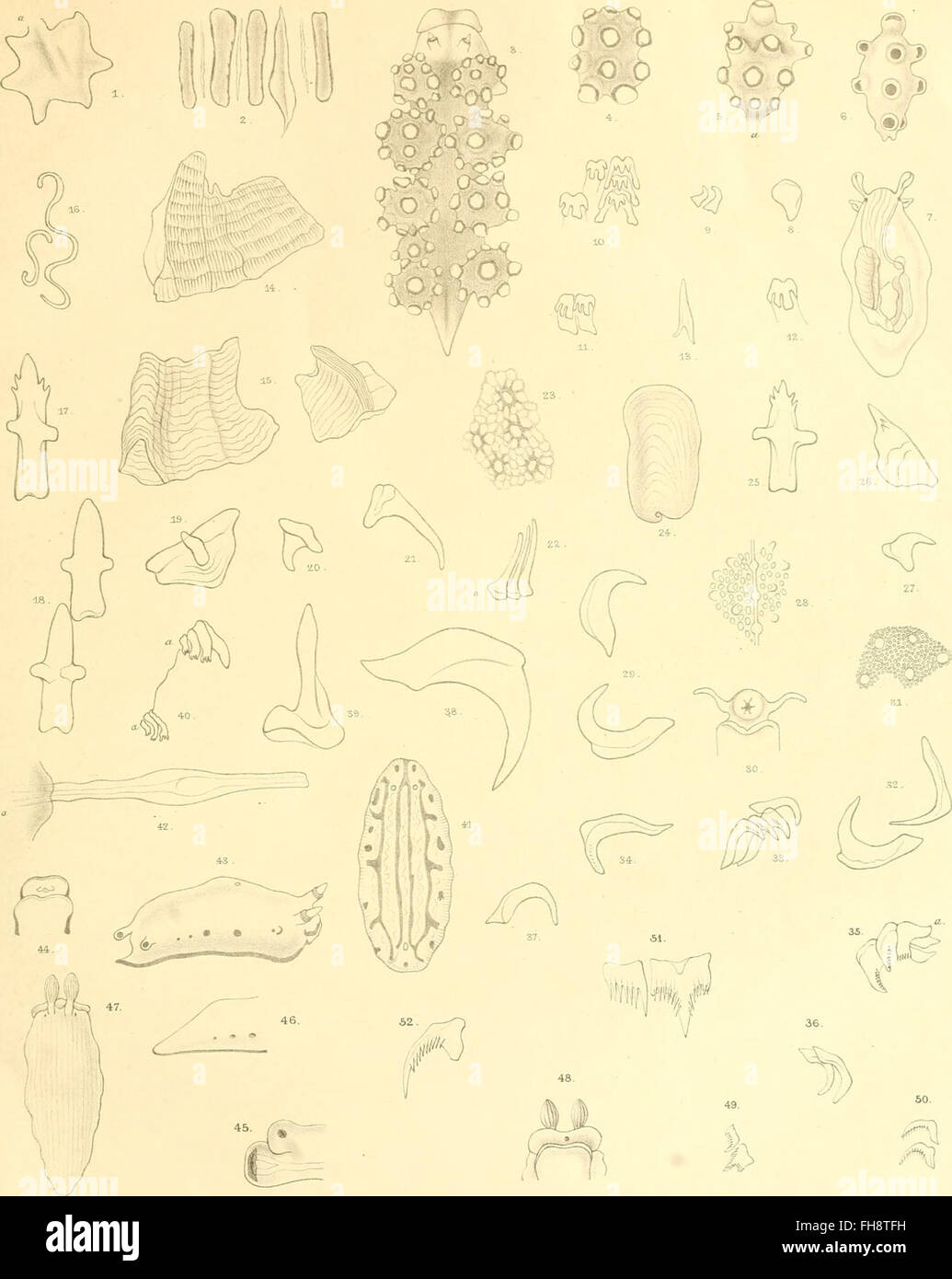 Group of marine gastropods hi-res stock photography and images - Alamy