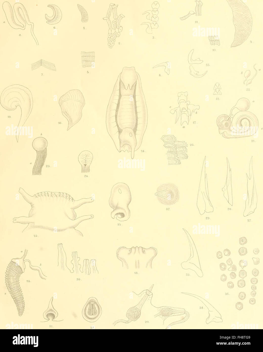 A scientific work on the opisthobranchs collected during the Siboga ...