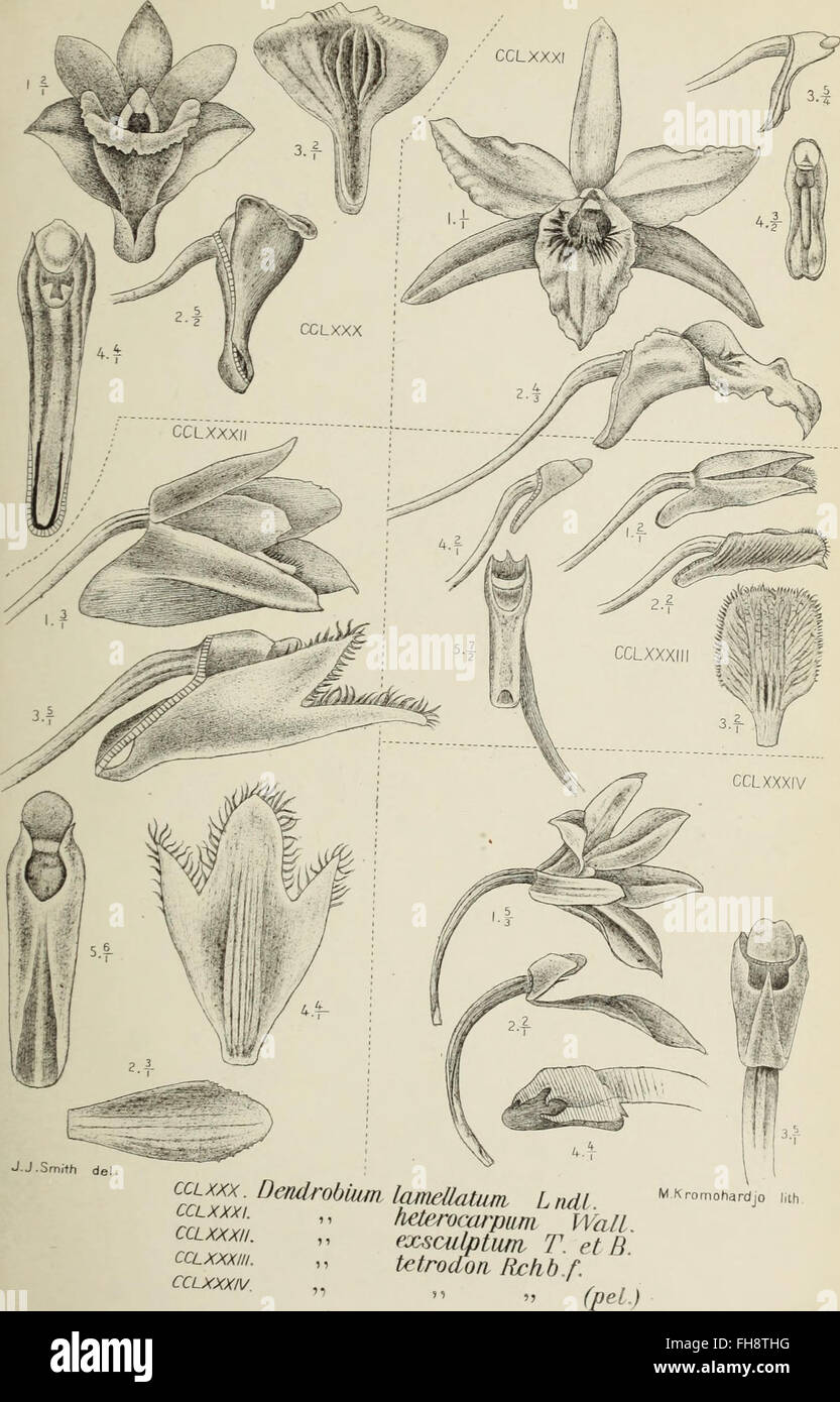 A German botanical work from 1905 detailing the orchids of Java ...